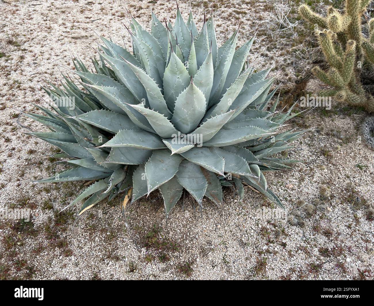 desert agave (Agave deserti), Plantae, Anza-Borrego Desert State Park ...