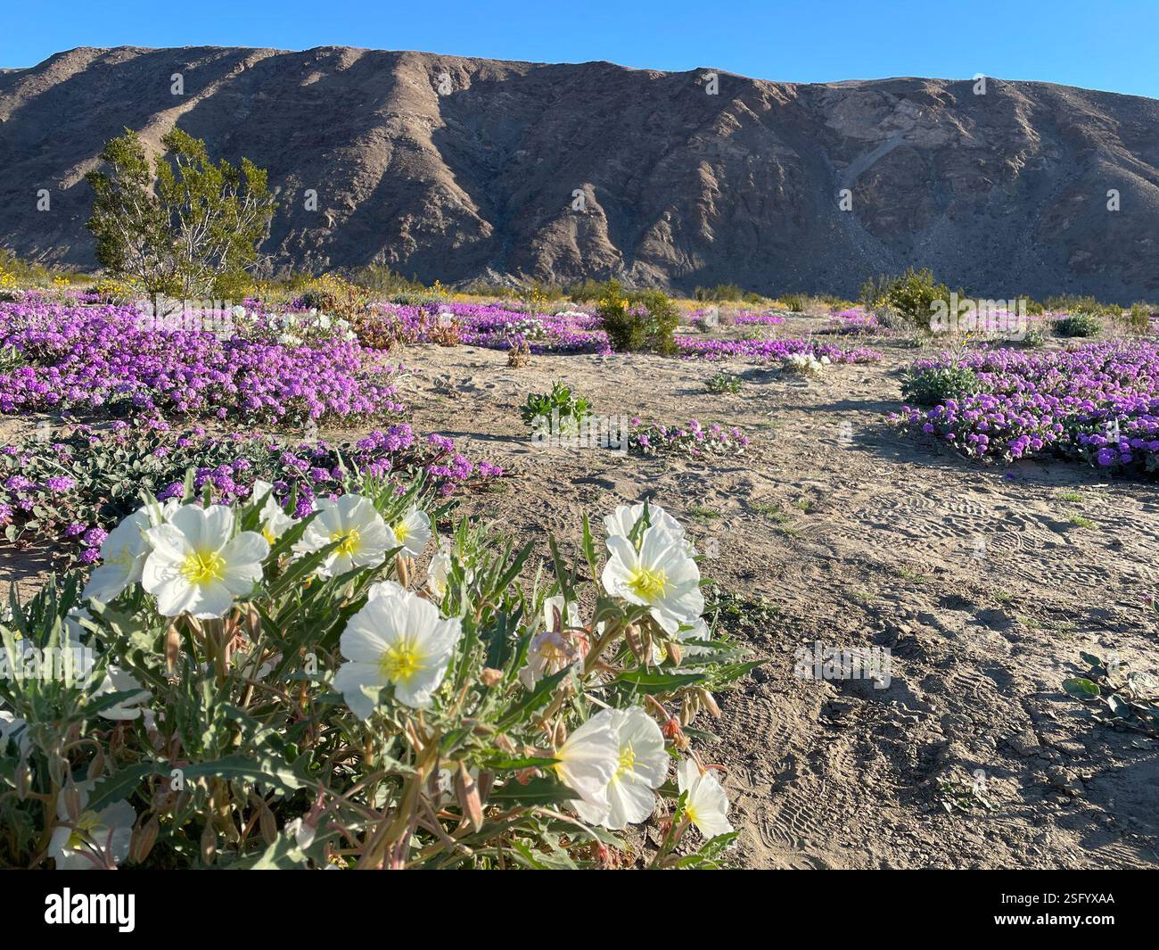 Annual Evening Primrose (Oenothera deltoides deltoides), Plantae, Anza ...