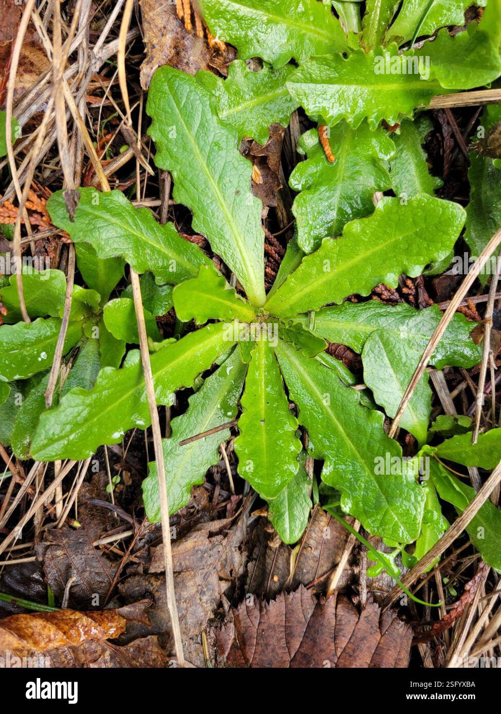 Smooth Cat's Ear (Hypochaeris glabra), Plantae, University Endowment ...