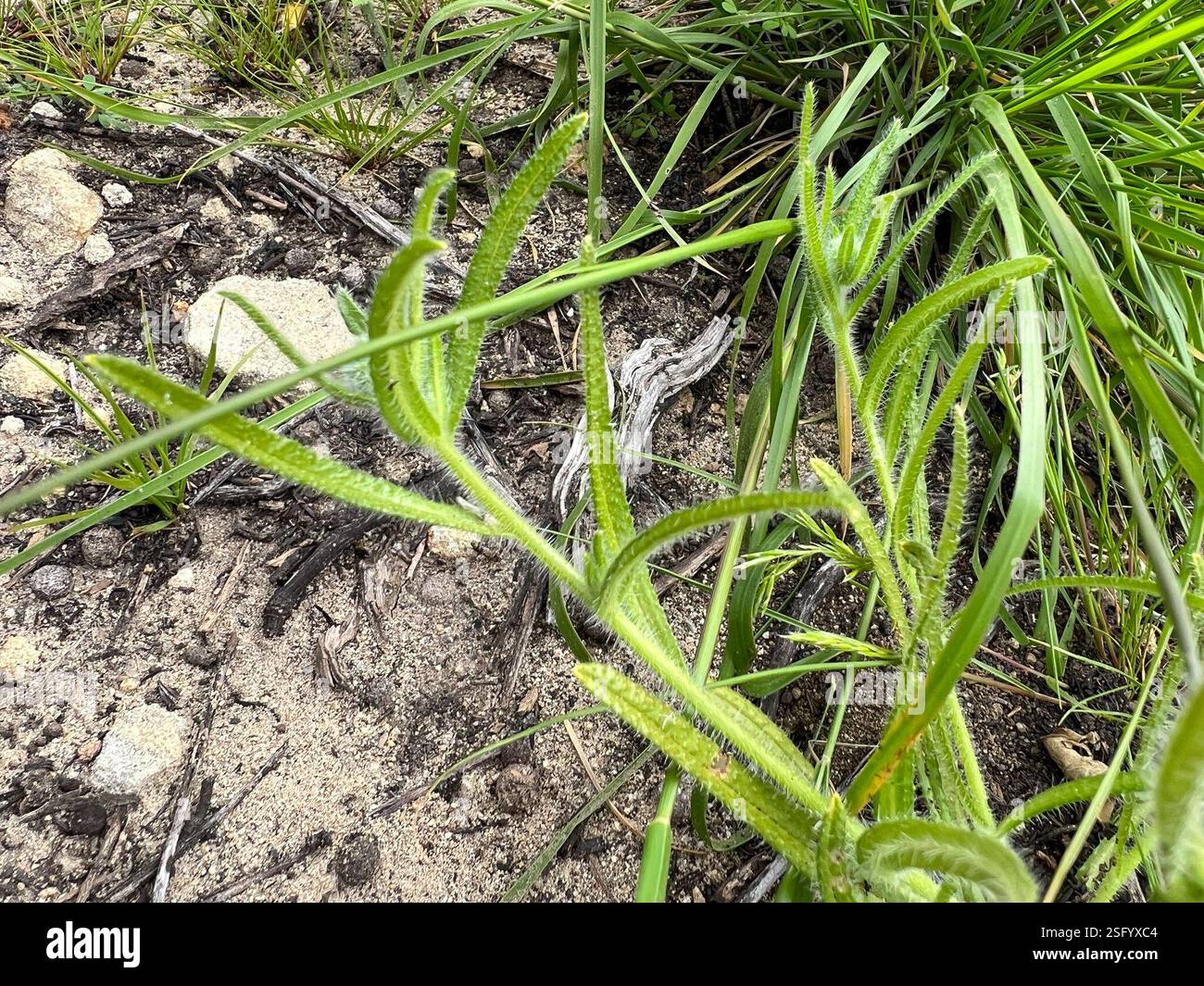 Annual Cryptanthas (Cryptantha), Plantae, Orange County, CA, USA Stock ...
