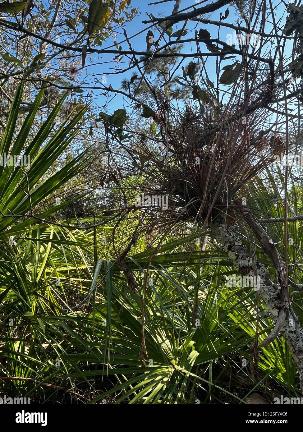 southern needleleaf airplant (Tillandsia setacea), Plantae, Estero, FL ...
