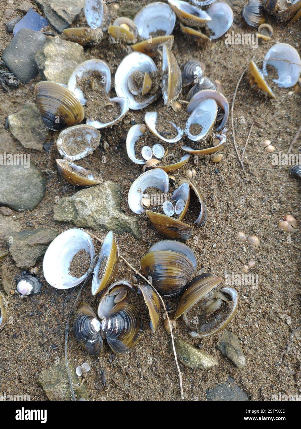 Asian Clam (Corbicula fluminea), Mollusca, Cascade Locks, OR 97014, USA ...