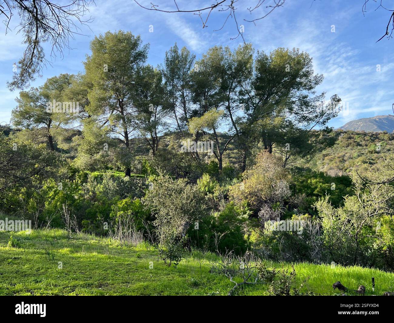 Aleppo pine (Pinus halepensis), Plantae, La Cañada Flintridge, CA, US ...