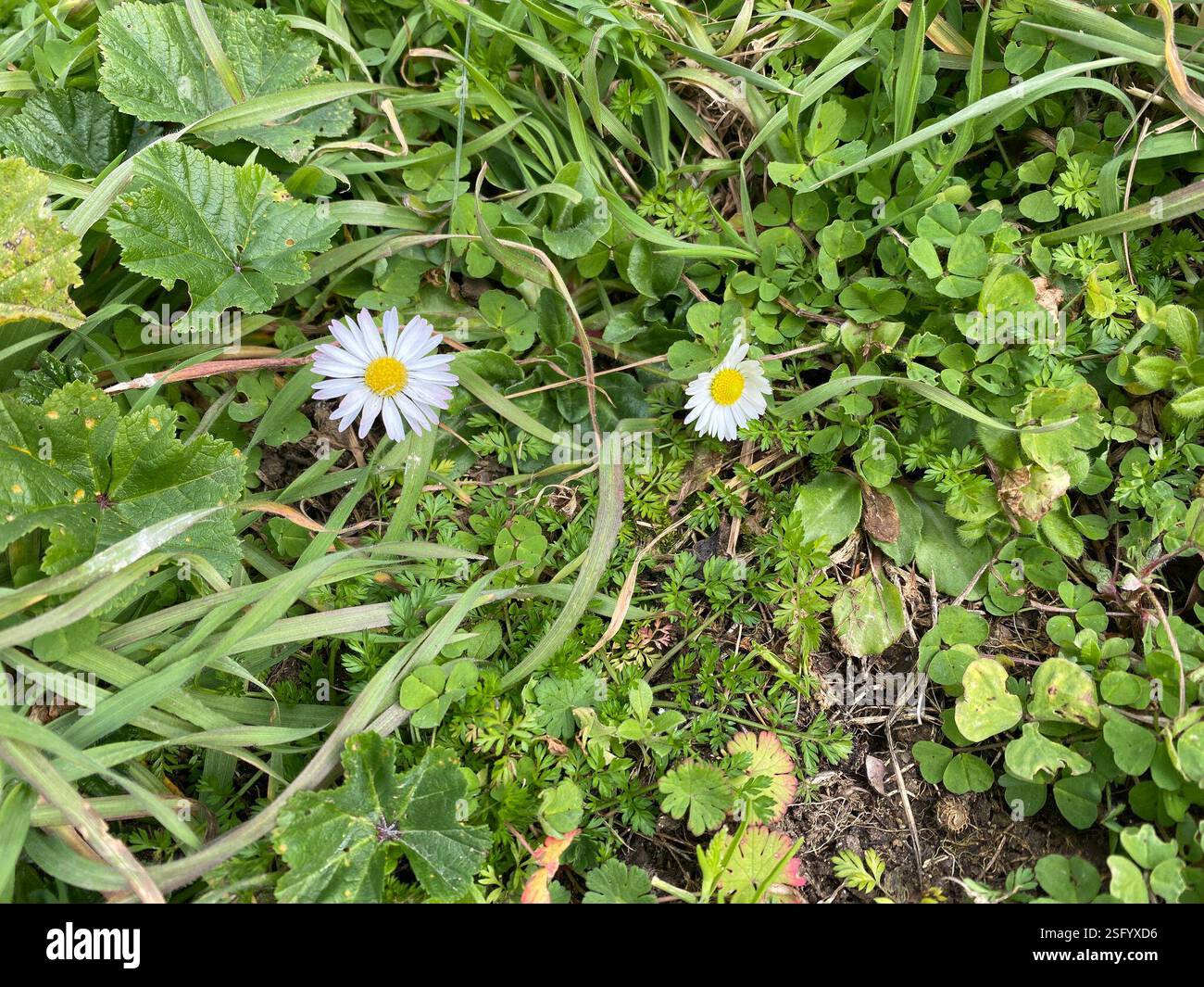 Lawn daisy (Bellis perennis), Plantae, Chelmer Village Way, Chelmsford ...