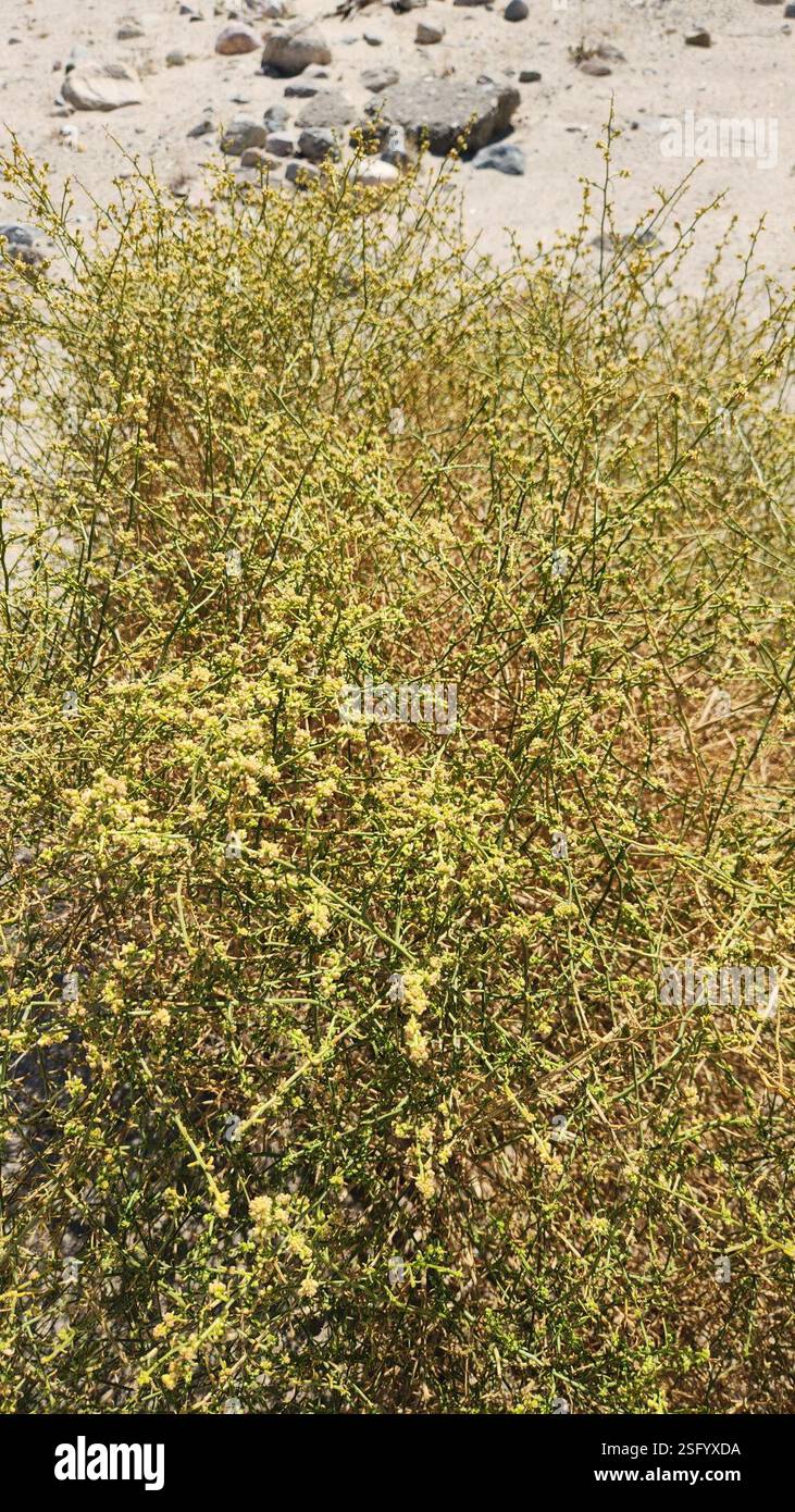 Cheesebush (Ambrosia salsola), Plantae, Mecca, CA 92254, USA Stock ...