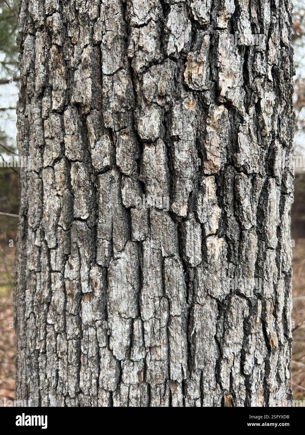 post oak (Quercus stellata), Plantae, The University of North Carolina ...