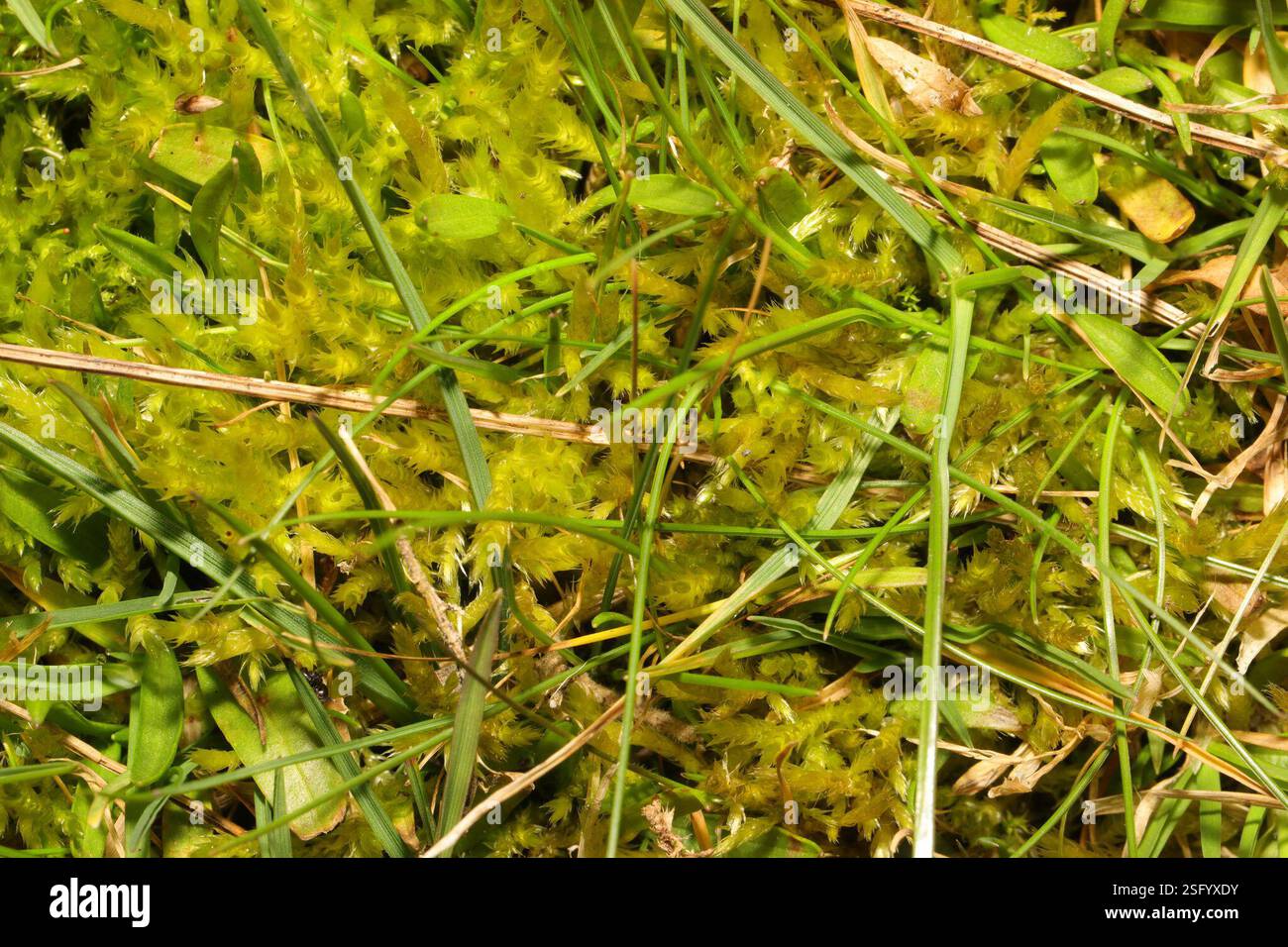 (Brachytheciaceae), Plantae, Lunt Meadows, Lunt Road, Lunt Village ...