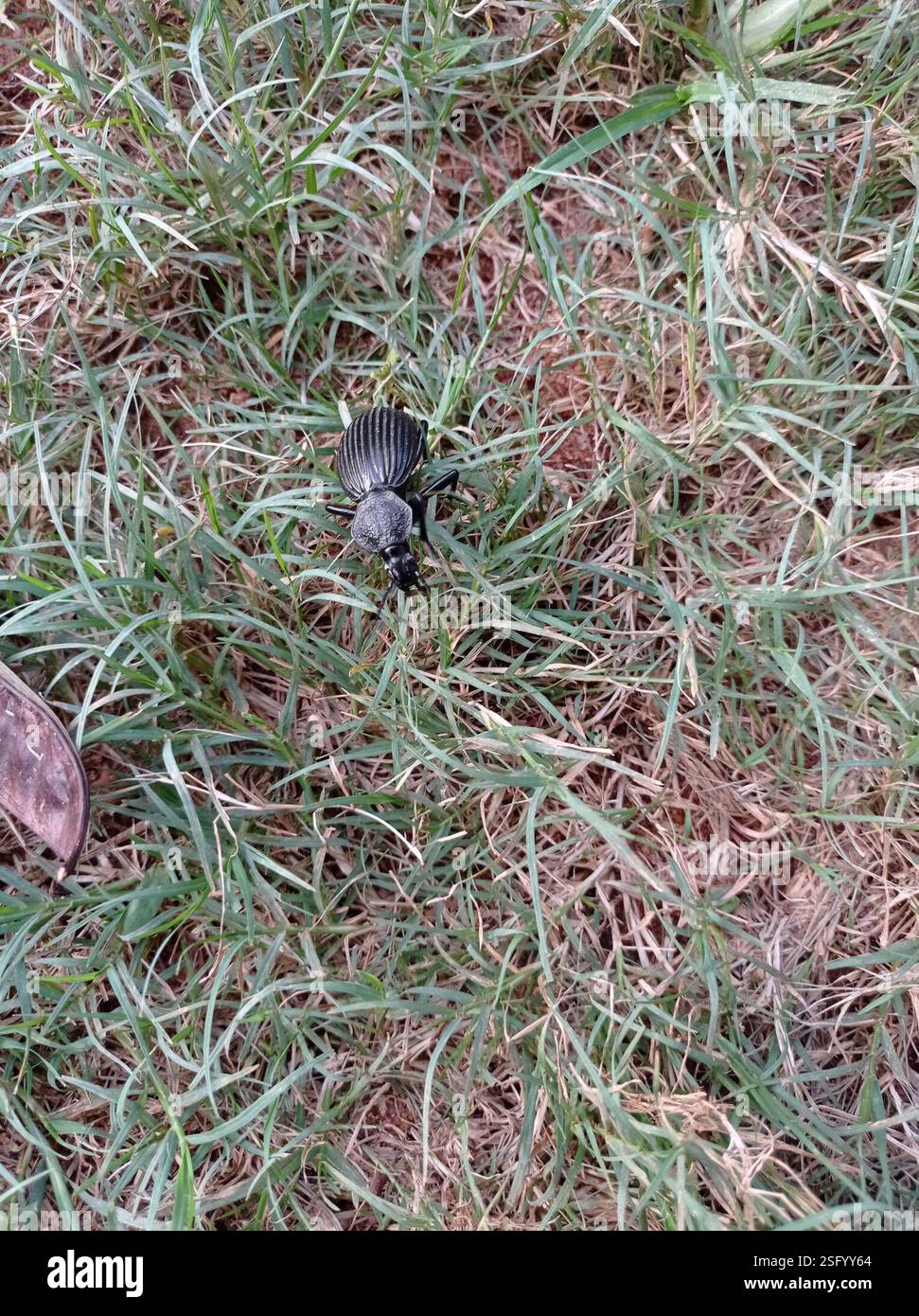 Peaceful giant ground beetles (Tefflus), Insecta, Chuo cha Ualimu ...