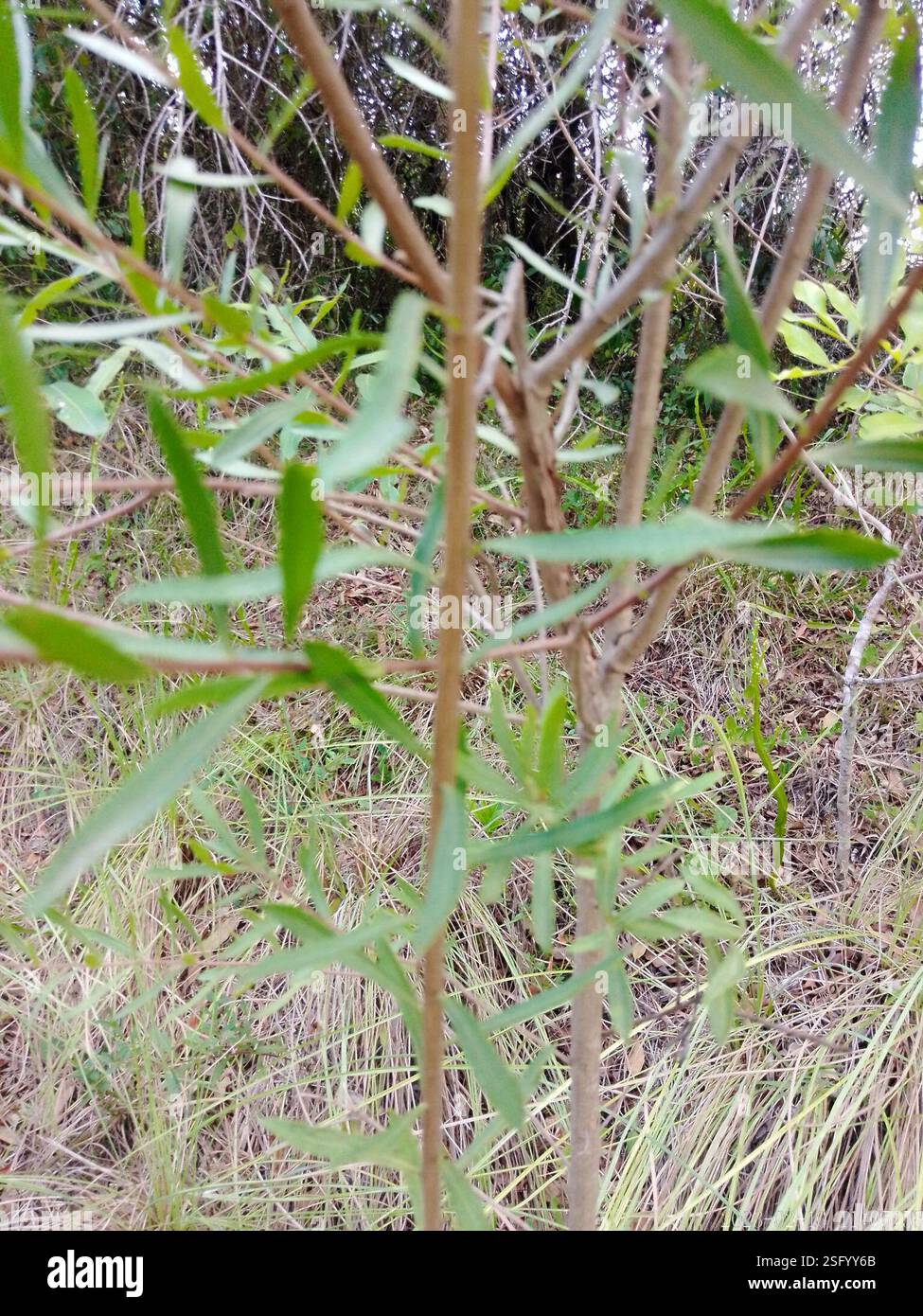 mule fat (Baccharis salicifolia), Plantae, 37000 Departamento de Cerro ...