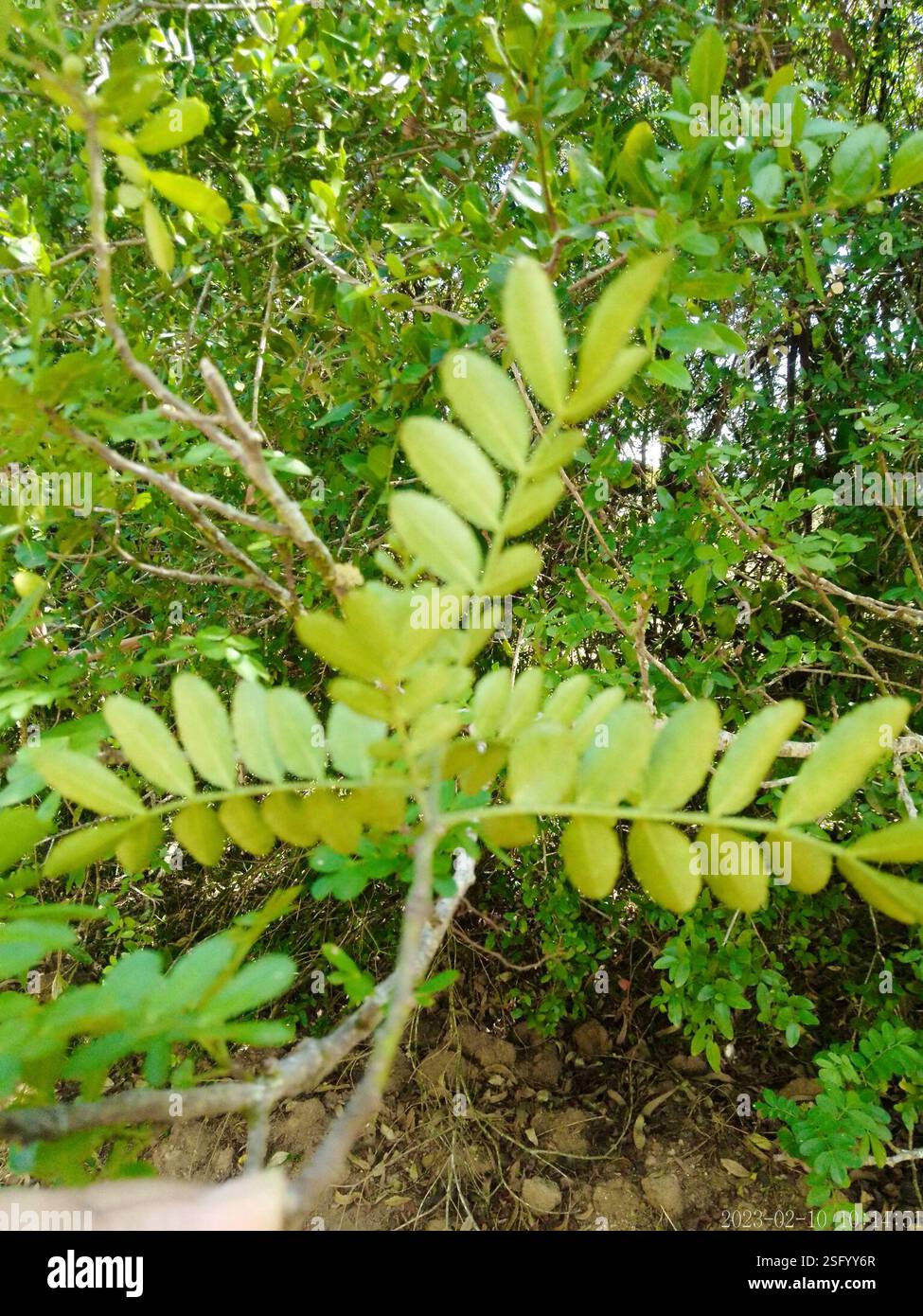 Lime Prickly-ash (Zanthoxylum fagara), Plantae, 37000 Departamento de ...