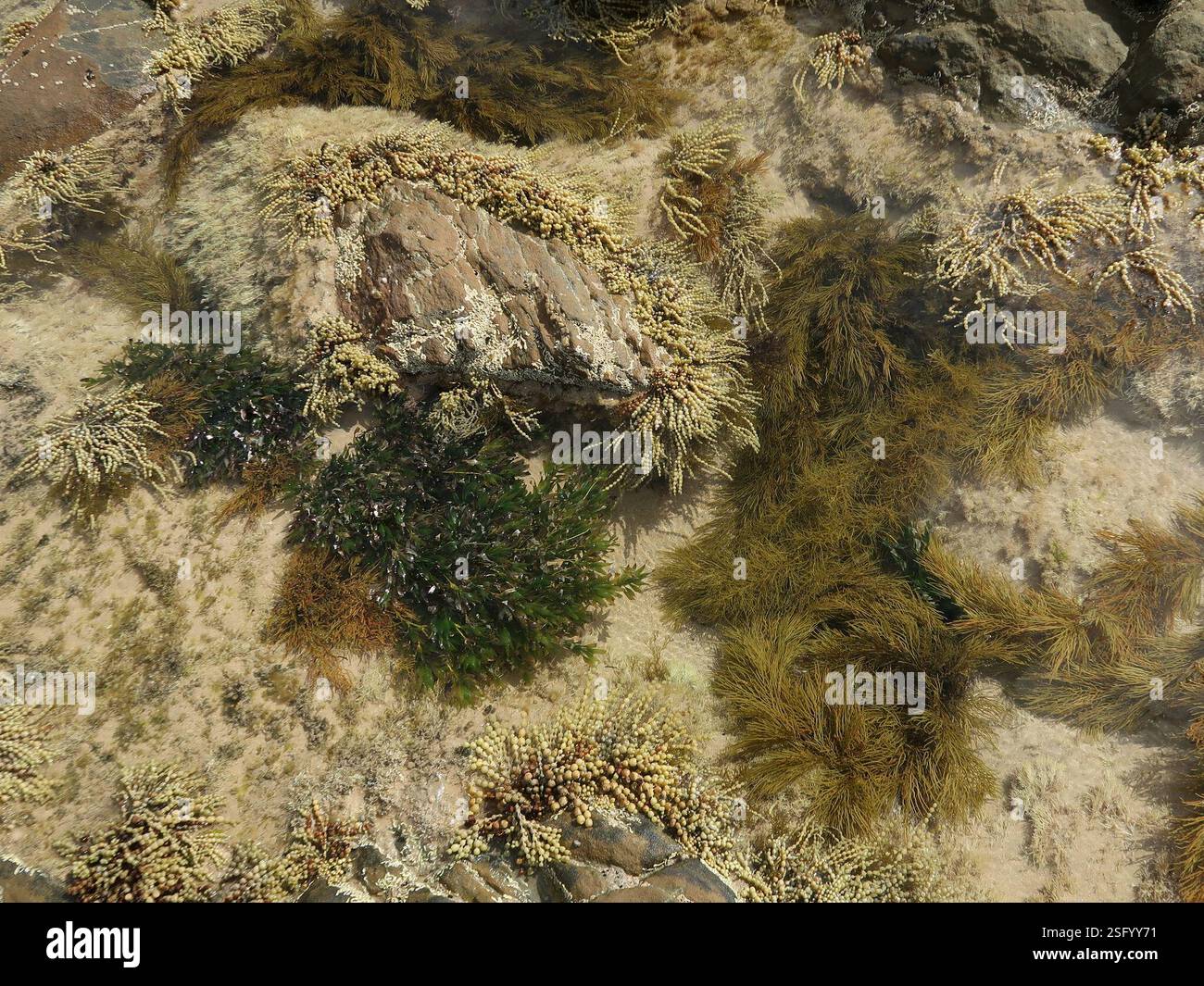 plants (Plantae), Plantae, Millers Beach, Bellingham, Tasmania ...
