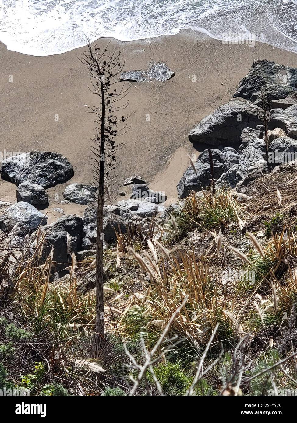 chaparral yucca (Hesperoyucca whipplei), Plantae, Big Sur, CA 93920 ...