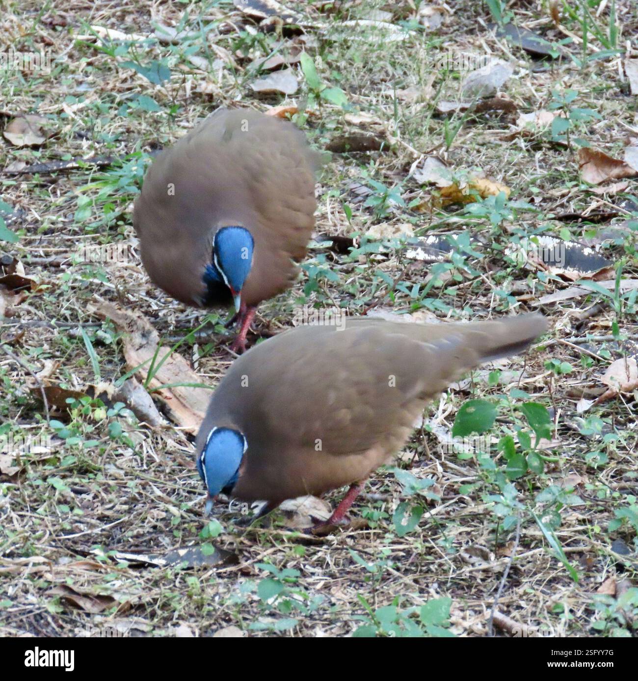 Blue-headed Quail-Dove (Starnoenas cyanocephala), Aves, Cuba, Blue ...