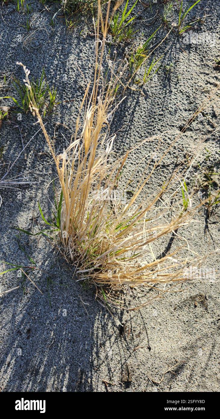 Sand Ricegrass (Eriocoma hymenoides), Plantae, Riverside County, US-CA ...