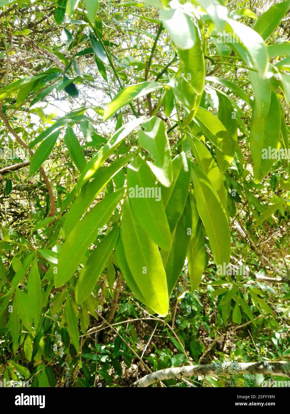 (Matayba elaeagnoides), Plantae, 37000 Departamento de Cerro Largo ...