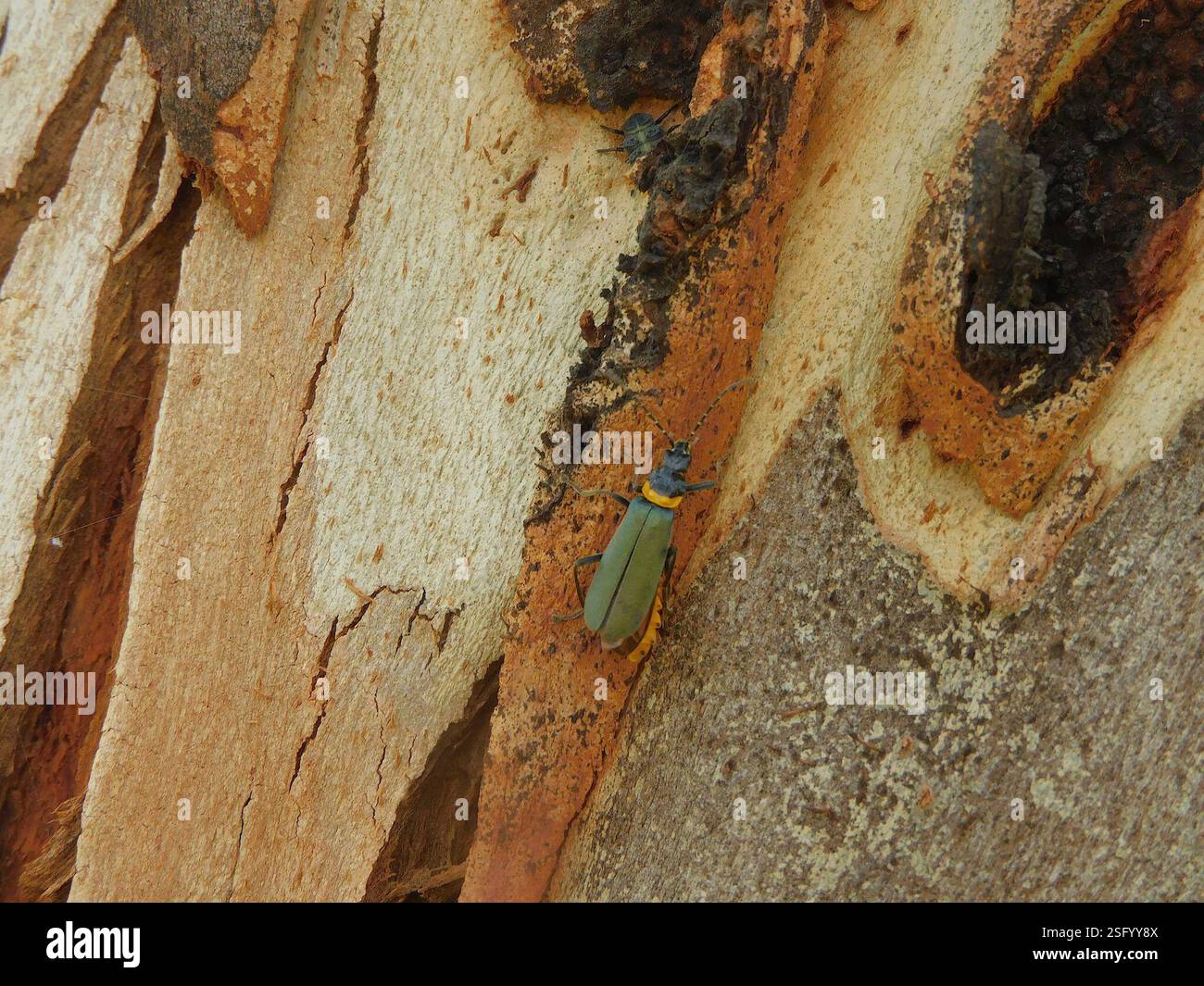 Plague Soldier Beetle (Chauliognathus lugubris), Insecta, Melbourne VIC ...