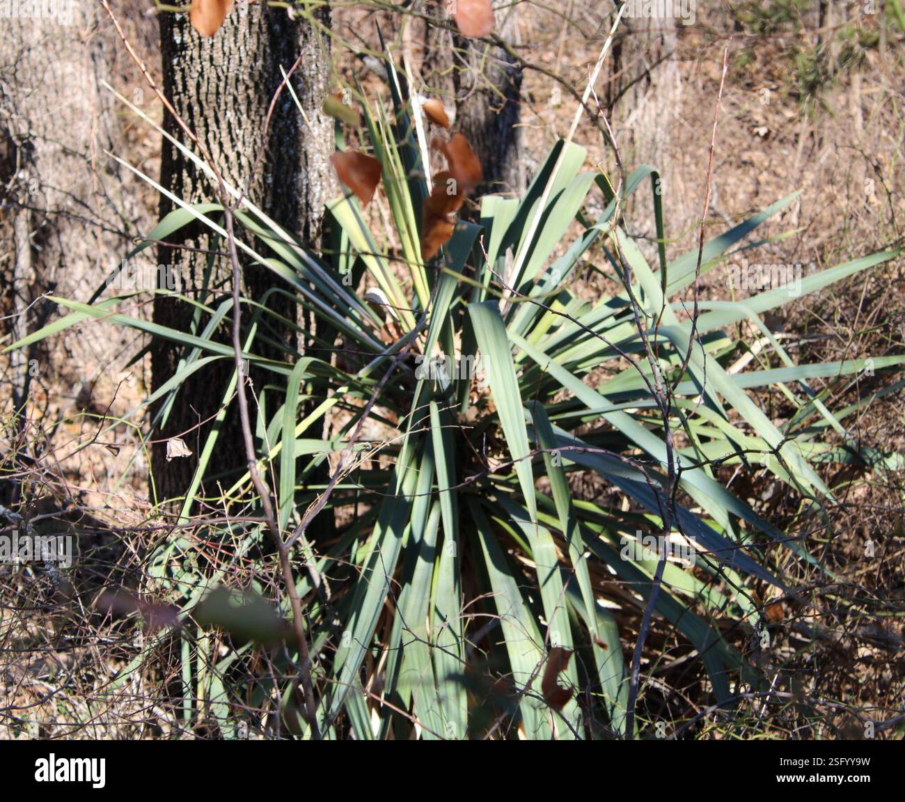 Weak-leaf Yucca (Yucca flaccida), Plantae, 5896 State Hwy 199 Stock ...
