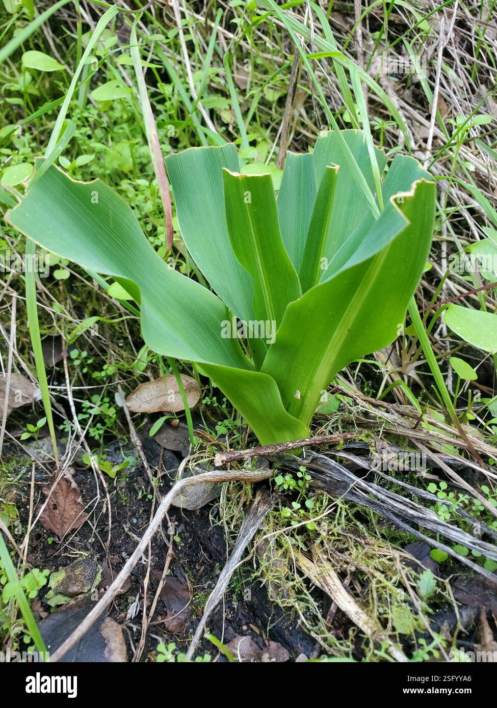 wavy-leafed soap plant (Chlorogalum pomeridianum), Plantae, Sausalito ...