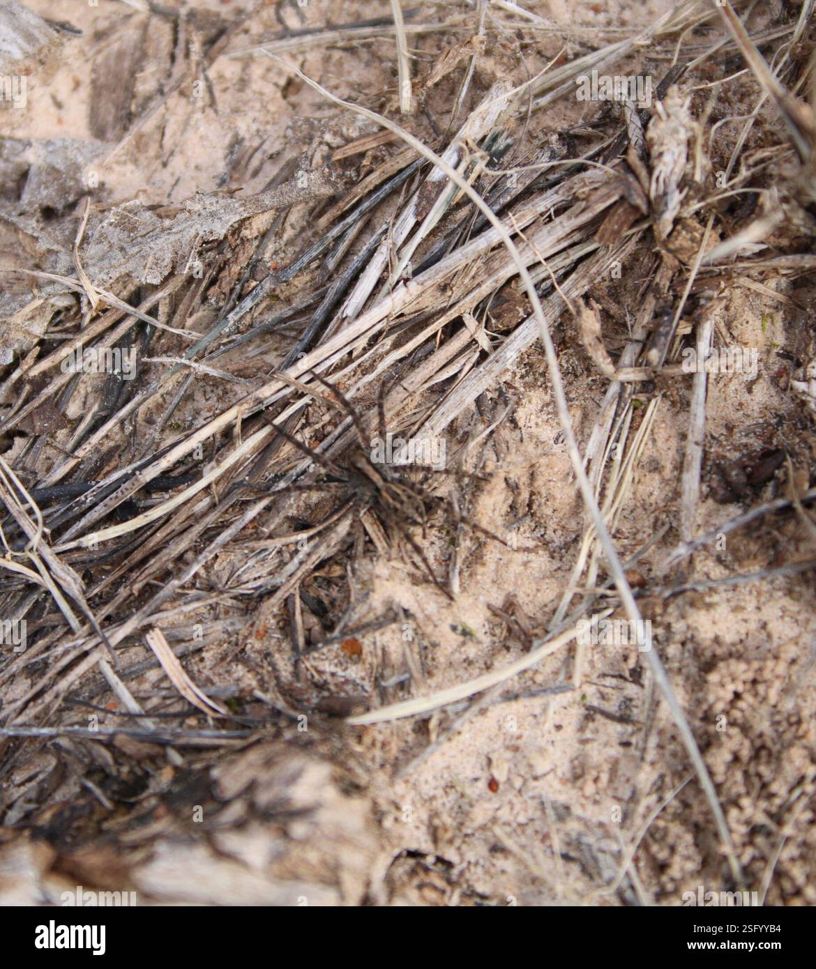 lance wolf spider (Schizocosa avida), Arachnida, 5896 State Hwy 199 ...