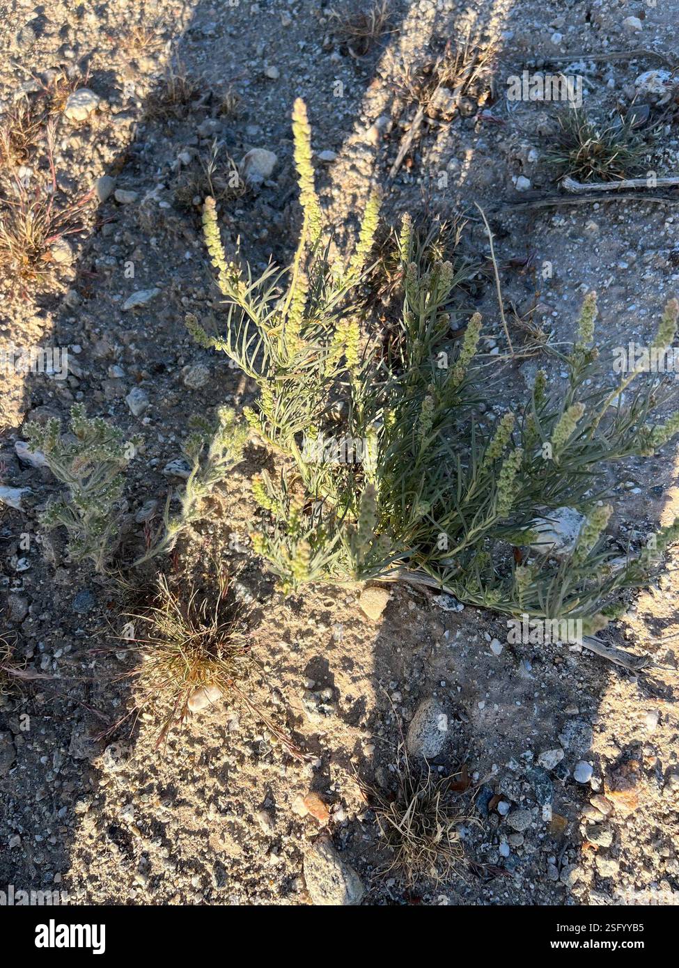 lineleaf whitepuff (Oligomeris linifolia), Plantae, Coronet Ave ...