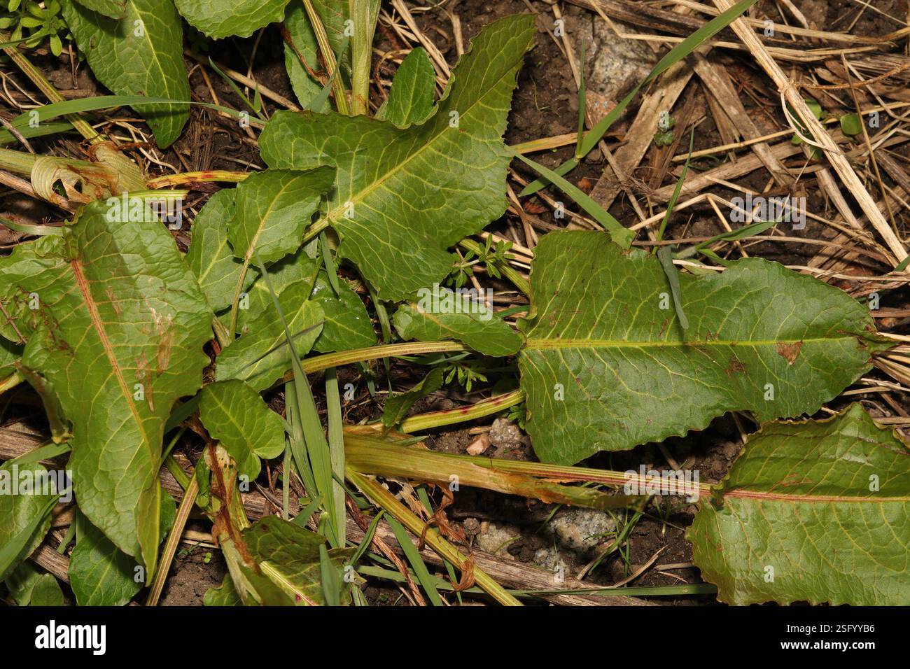 broad-leaved dock (Rumex obtusifolius), Plantae, Lunt Meadows, Lunt ...