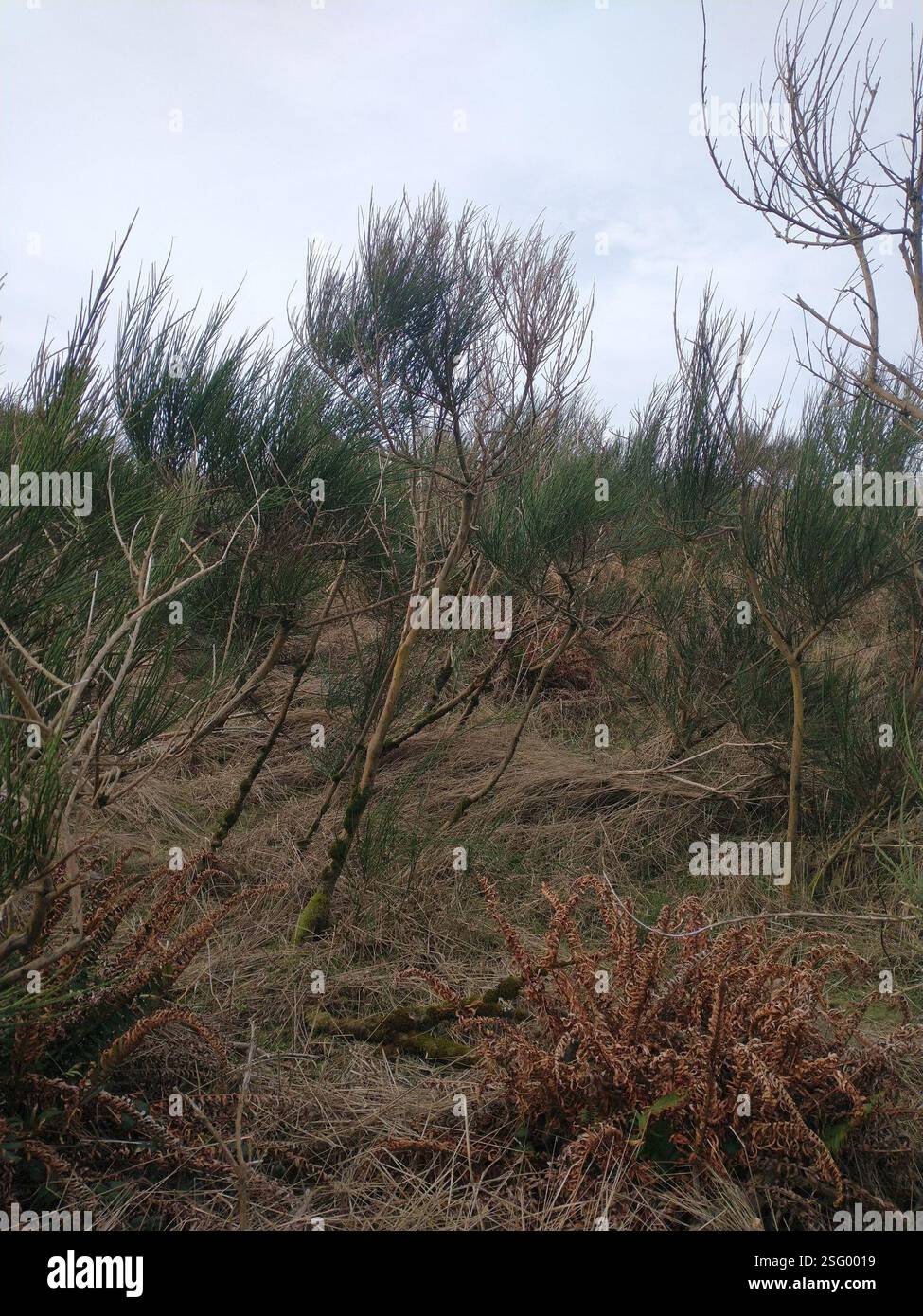 western sword fern (Polystichum munitum), Plantae, Tillamook, OR 97141 ...