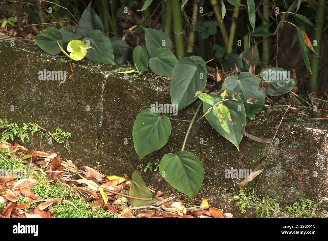 heart-leaf philodendron (Philodendron hederaceum), Plantae ...