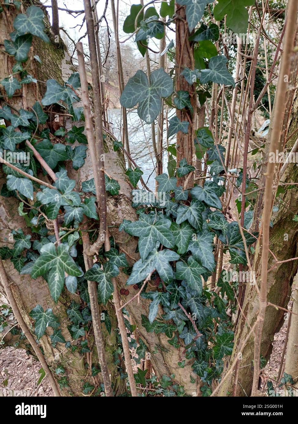 common ivy (Hedera helix), Plantae, Derby DE73 7LE, UK Stock Photo - Alamy