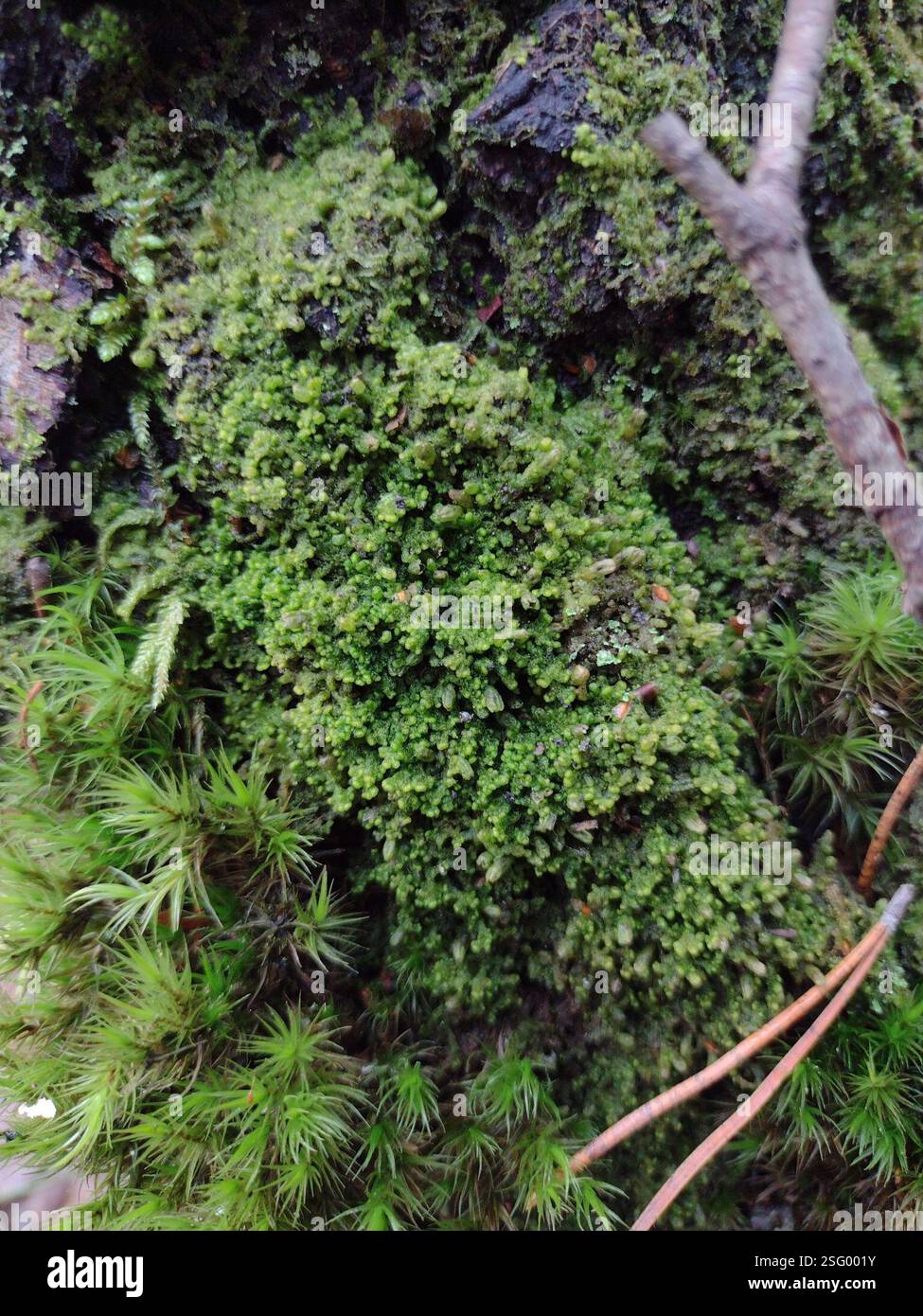 Tree Fringewort (Ptilidium pulcherrimum), Plantae, Dąbrowa, Gdynia ...