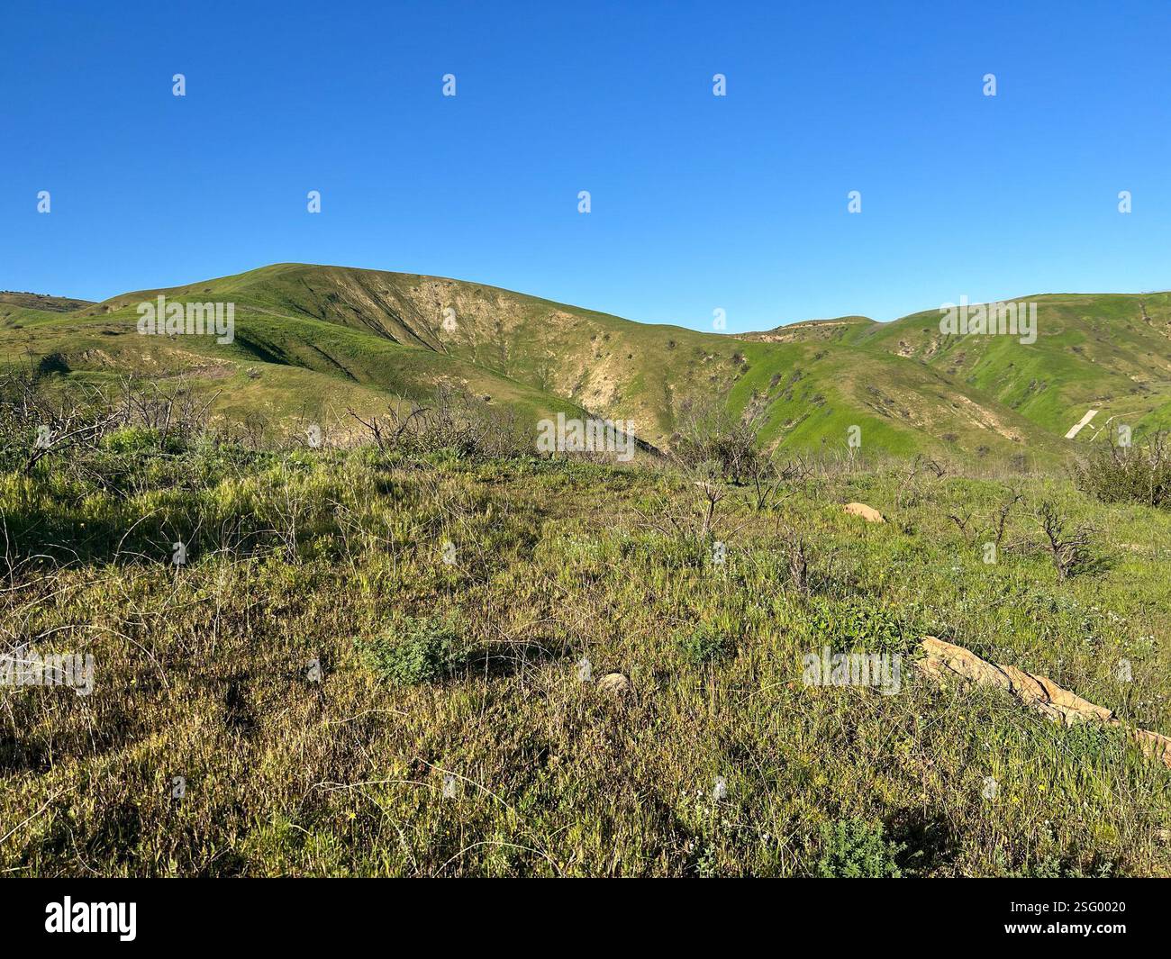 deerweed (Acmispon glaber), Plantae, Yorba Linda, CA, USA, Seems to me ...