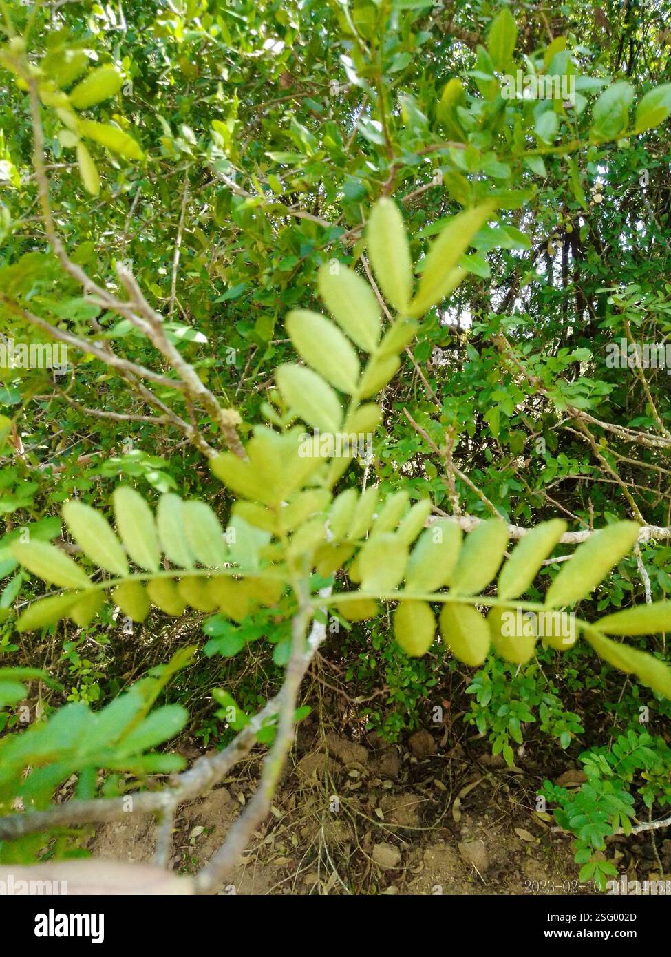 Lime Prickly-ash (Zanthoxylum fagara), Plantae, 37000 Departamento de ...