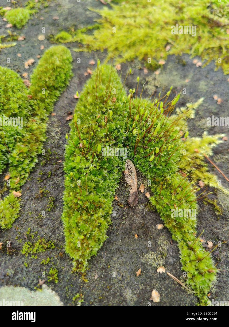 Capillary Thread-moss (Ptychostomum capillare), Plantae, 2158 ...