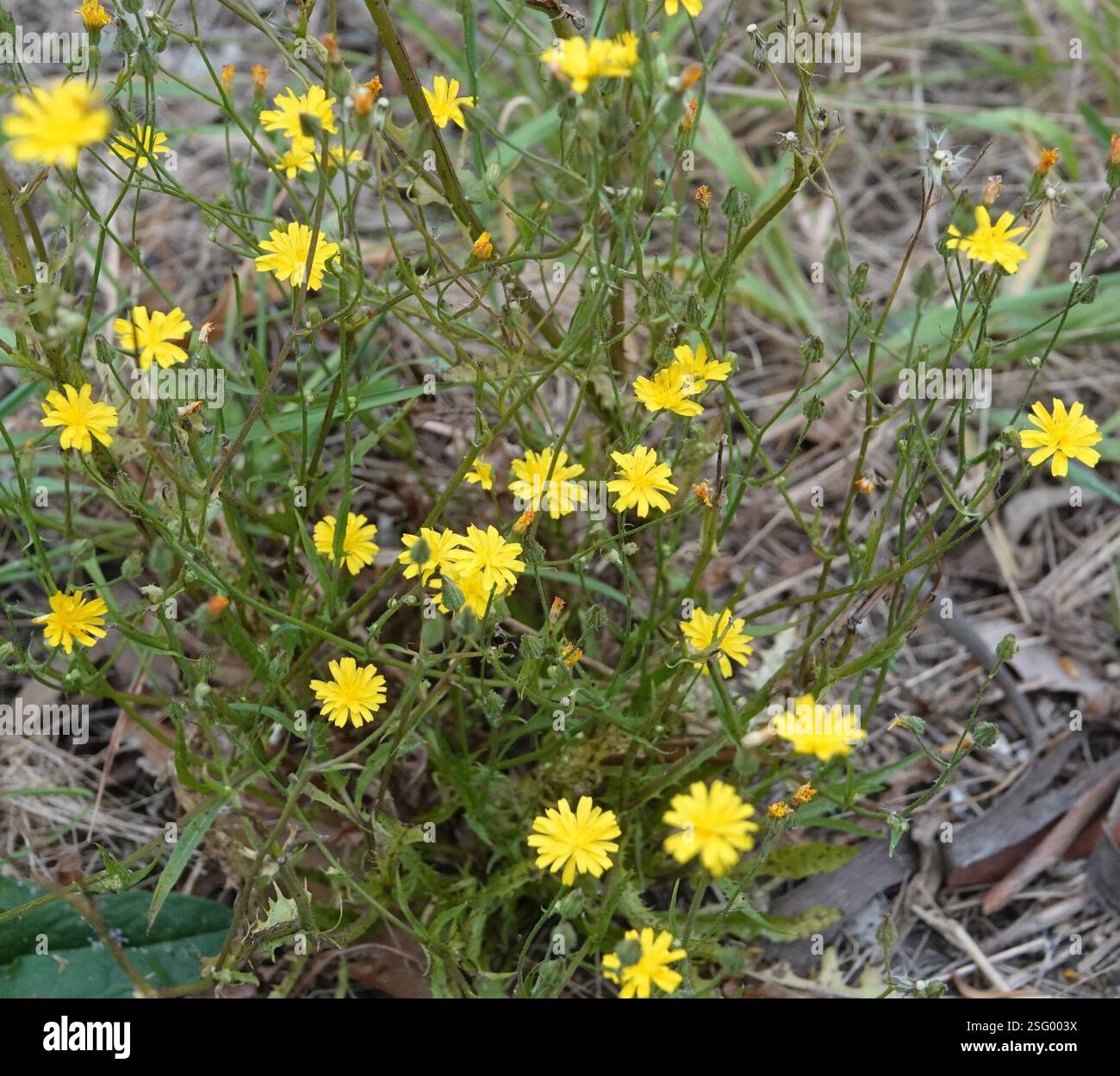 Smooth hawksbeard (Crepis capillaris), Plantae, Heathmont VIC 3135 ...