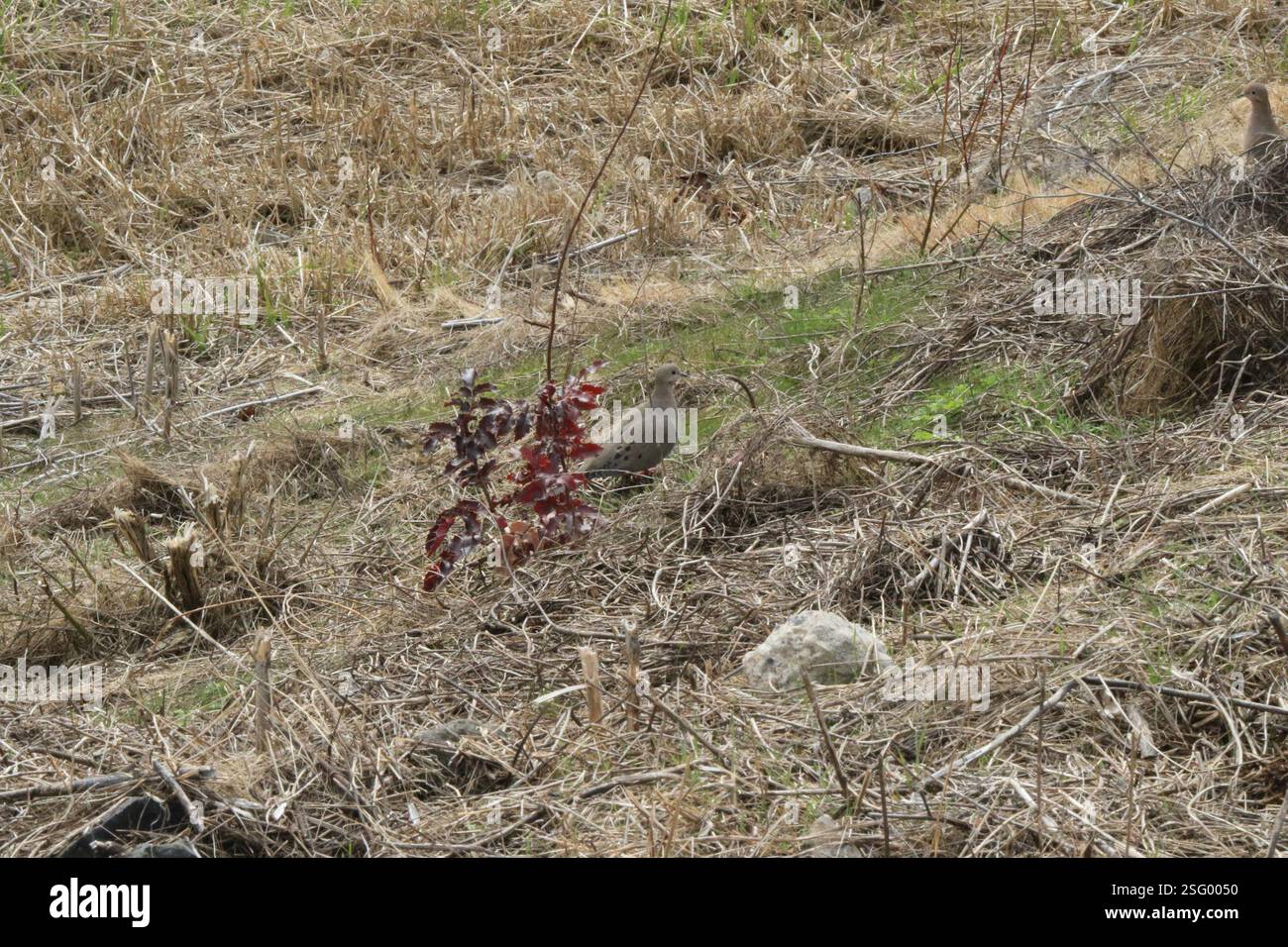 Mourning Dove (Zenaida macroura), Aves, Marion, Oregon, United States ...