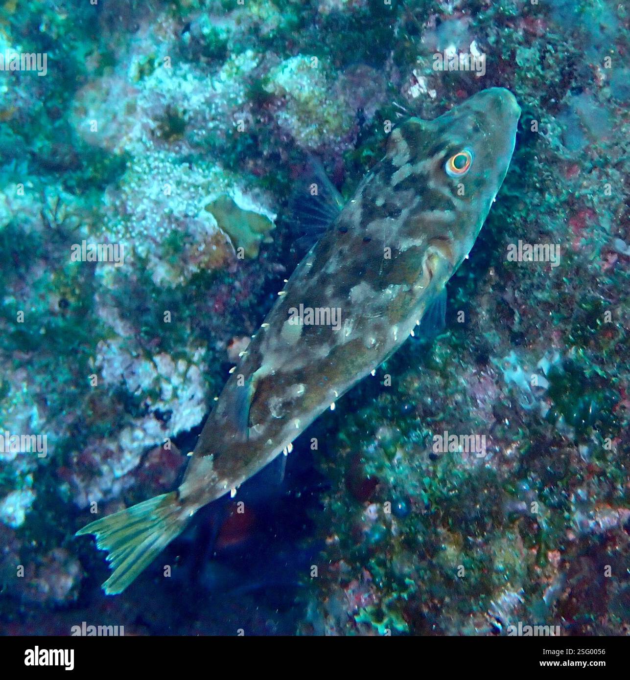 Guinean Puffer (Sphoeroides marmoratus), Actinopterygii, Baía Entre ...