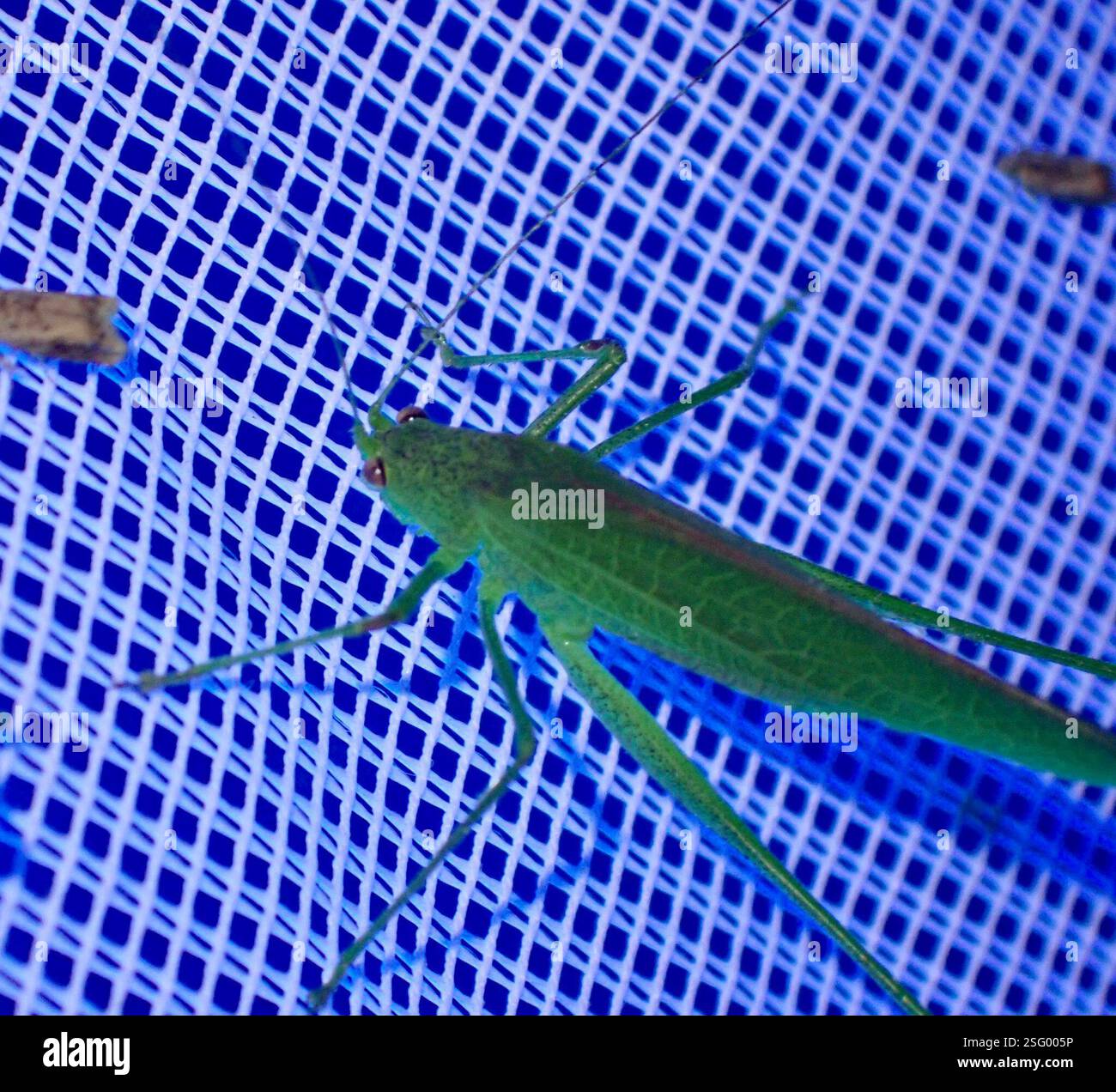 Sickle-bearing Bushcrickets (Phaneroptera), Insecta, Santo Antão, Cape ...