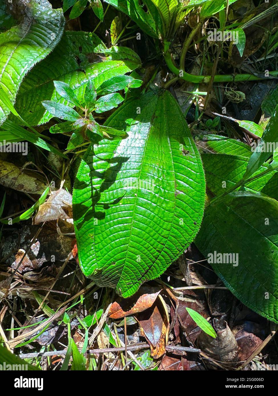 Soap Bush (Helinus integrifolius), Plantae, Dominica, Dominica, DM ...