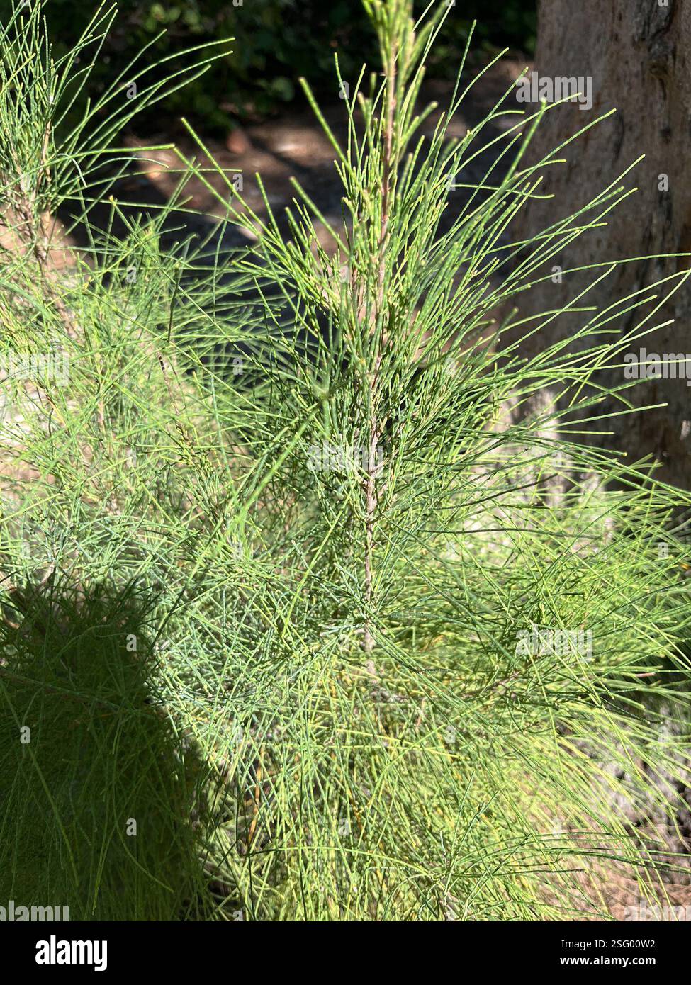 Beach Sheoak (Casuarina equisetifolia), Plantae, City Island, Sarasota ...