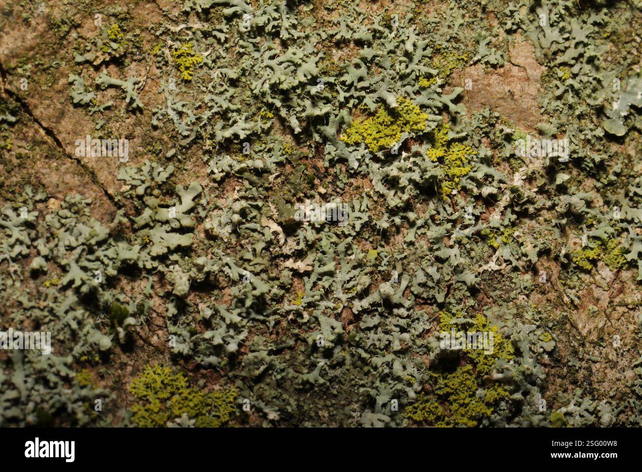 Fringed Rosette Lichen (Physcia tenella), Fungi, Taylor Park, Grosvenor ...