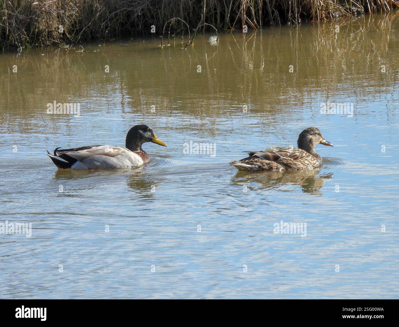 Mallard (Anas platyrhynchos), Aves, Reserve Wetlands, Clear Lake City ...