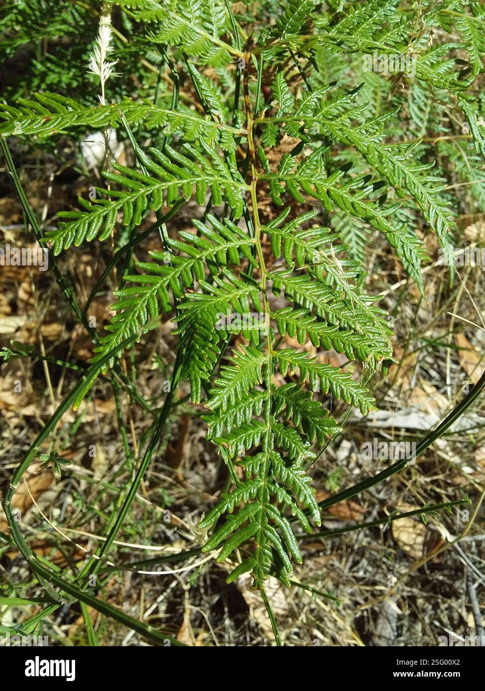 Austral Bracken (Pteridium esculentum), Plantae, Crafers SA 5152 ...
