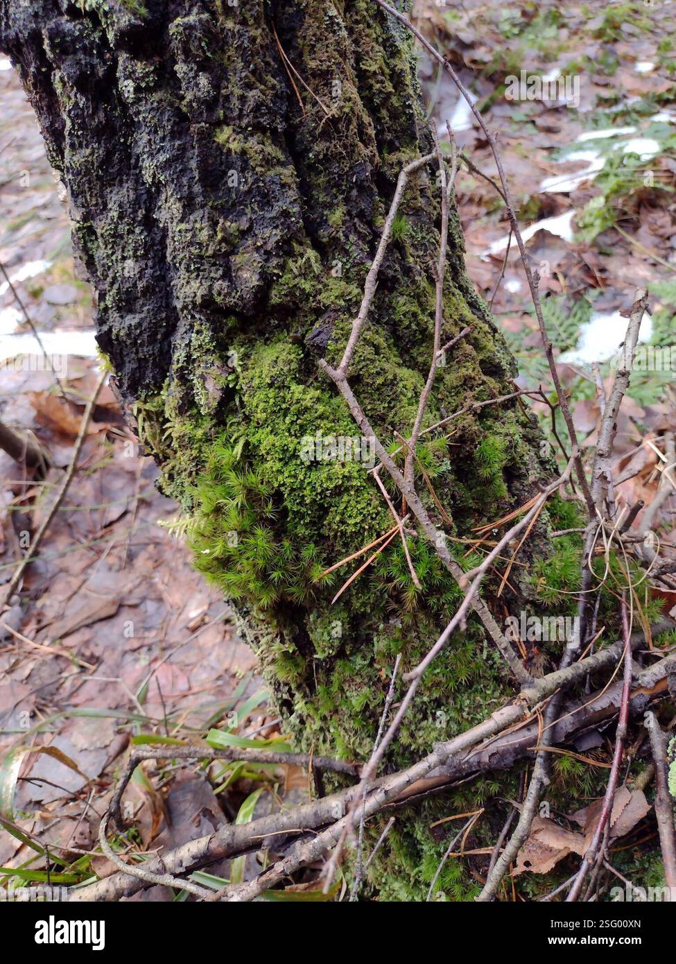 Tree Fringewort (Ptilidium pulcherrimum), Plantae, Dąbrowa, Gdynia ...