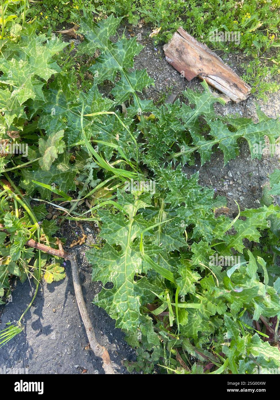 Italian thistle (Carduus pycnocephalus), Plantae, Los Angeles County ...