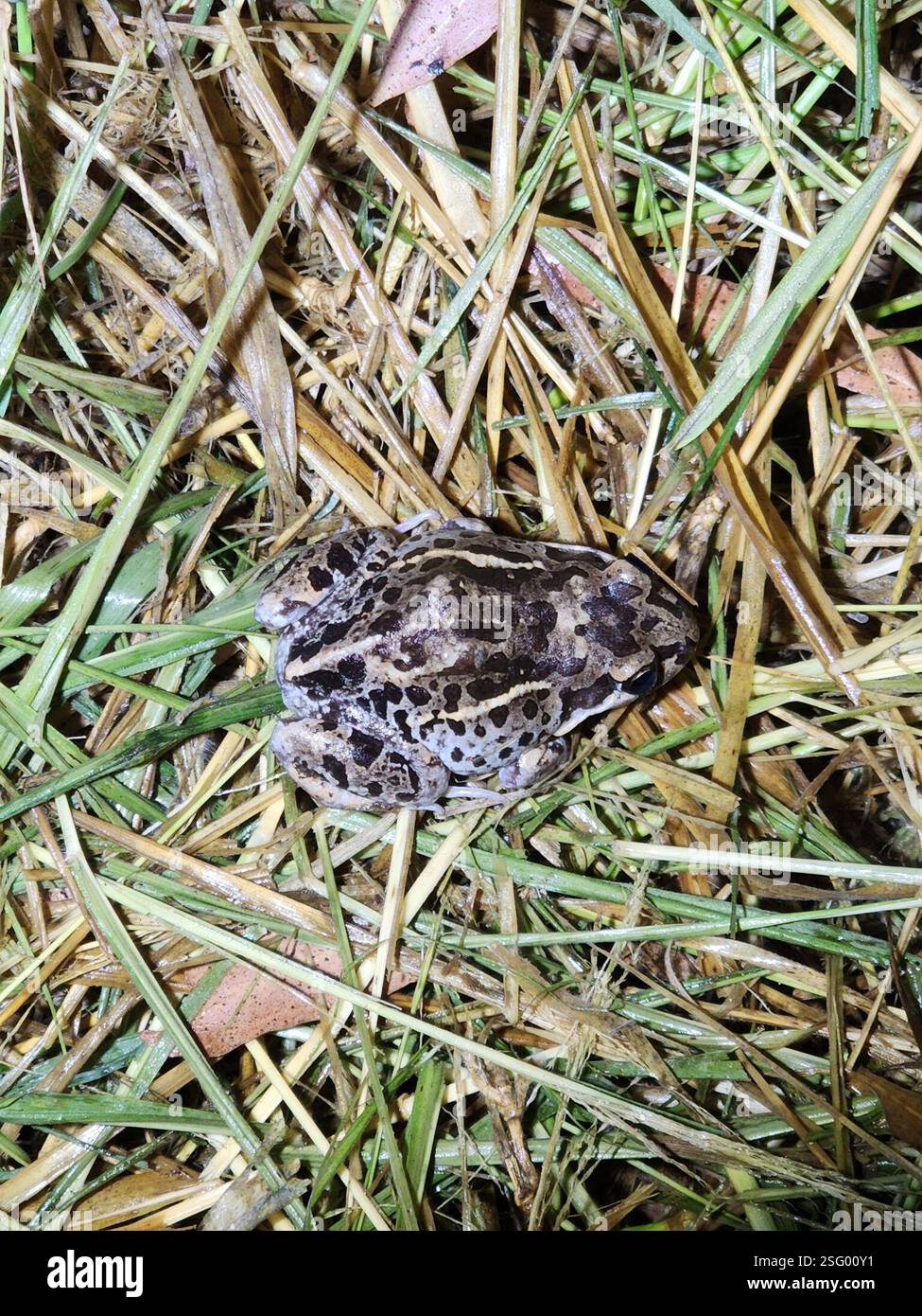 Salmon-striped Frog (Limnodynastes salmini), Amphibia, Bouldercombe QLD ...