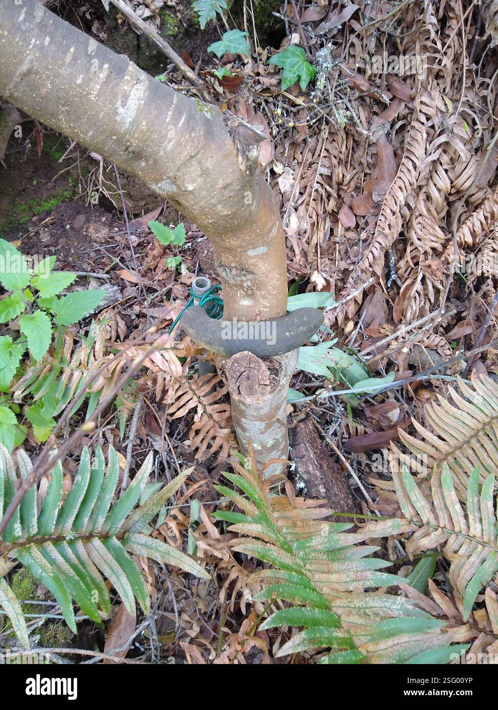 Western Leatherwood (Dirca occidentalis), Plantae, California, US Stock ...