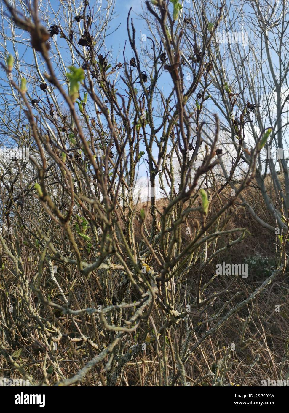 rugosa rose (Rosa rugosa), Plantae, Causey Arch Country Park, Newcastle ...
