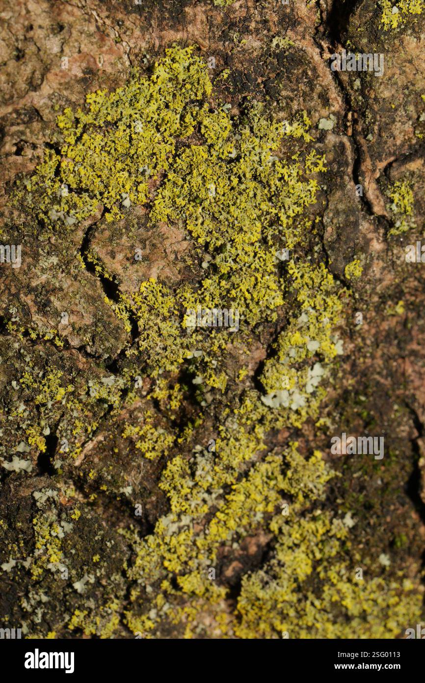 Candleflame Lichen (Candelaria concolor), Fungi, Sefton Park, Mossley ...