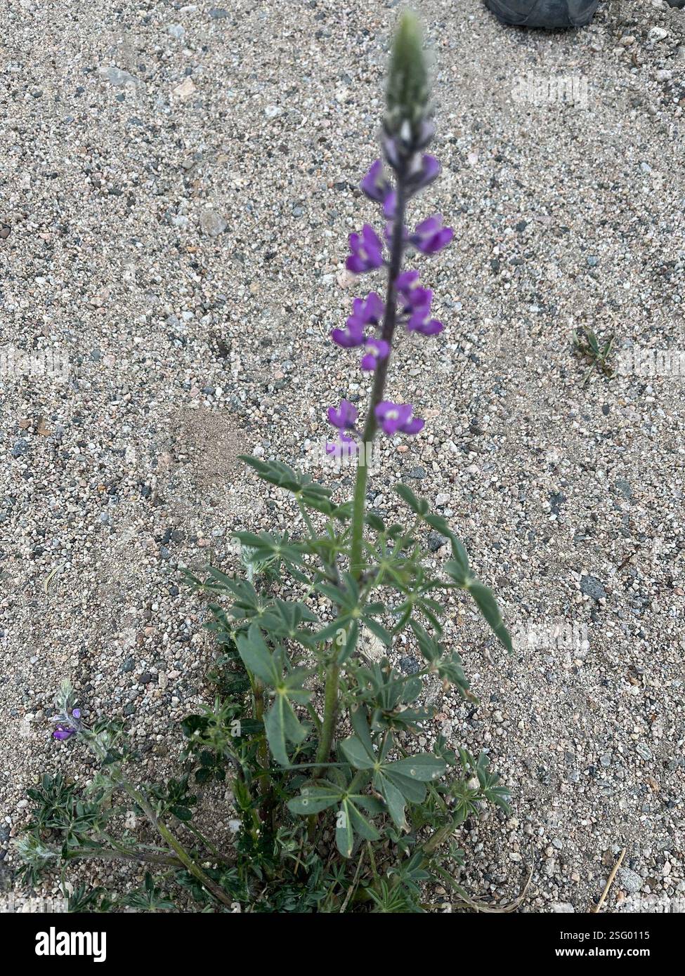 Arizona lupine (Lupinus arizonicus), Plantae, Box Canyon Rd, Mecca, CA ...