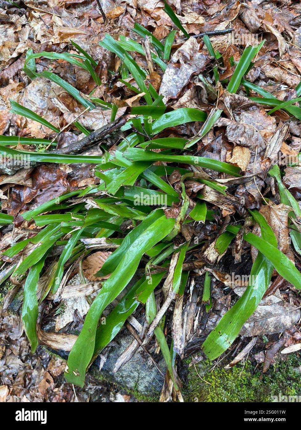Fraser's Sedge (Carex fraseriana), Plantae, North Carolina, US Stock ...