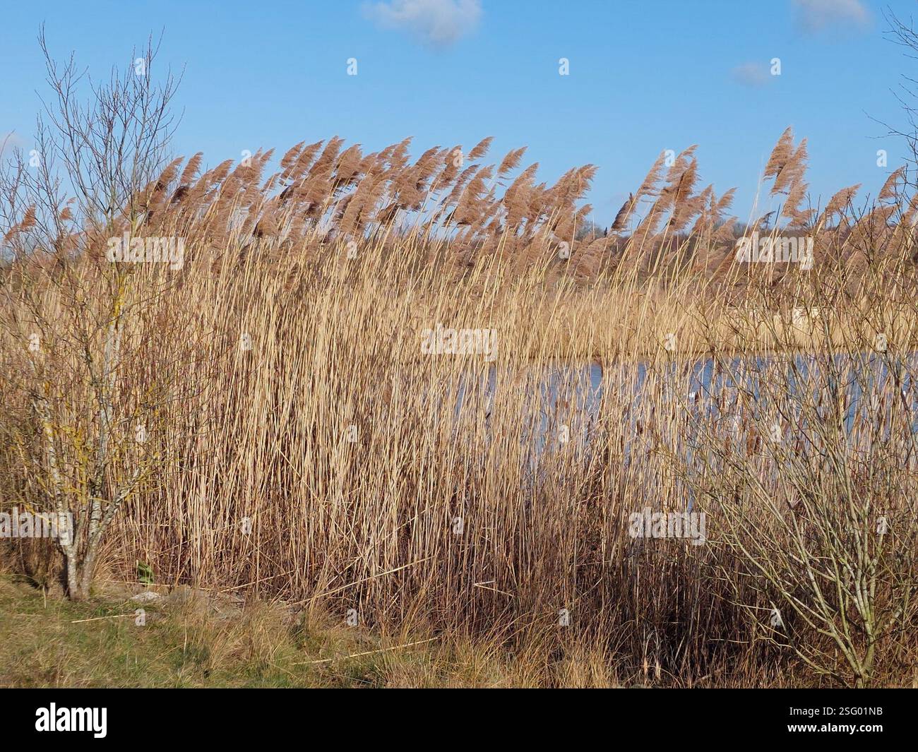 common reed (Phragmites australis), Plantae, Ashby Woulds, UK Stock ...